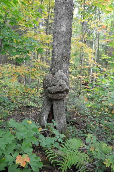 Human Looking Tree