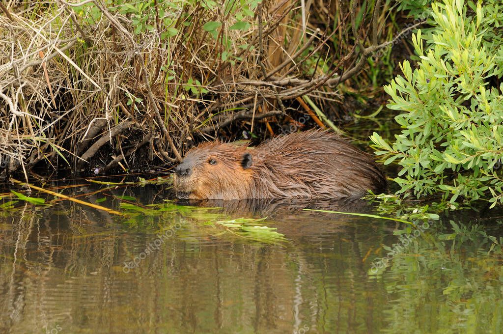 Castor comiendo en el agua mostrando pelaje marrón, cuerpo, cabeza, ojo ...