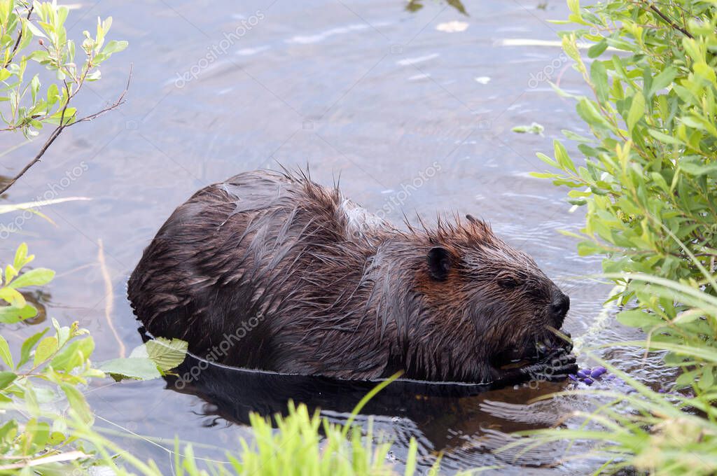 Perfil de primer plano del castor comiendo flores de lirio en el agua ...