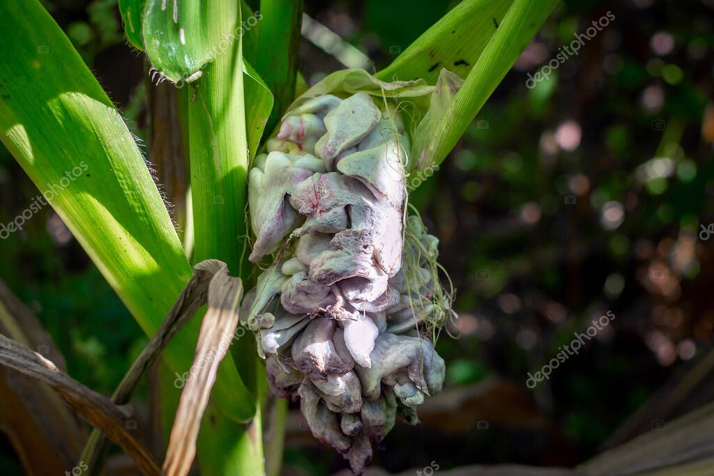 Campo de maíz en verano con la enfermedad mazorca de maíz en primer ...