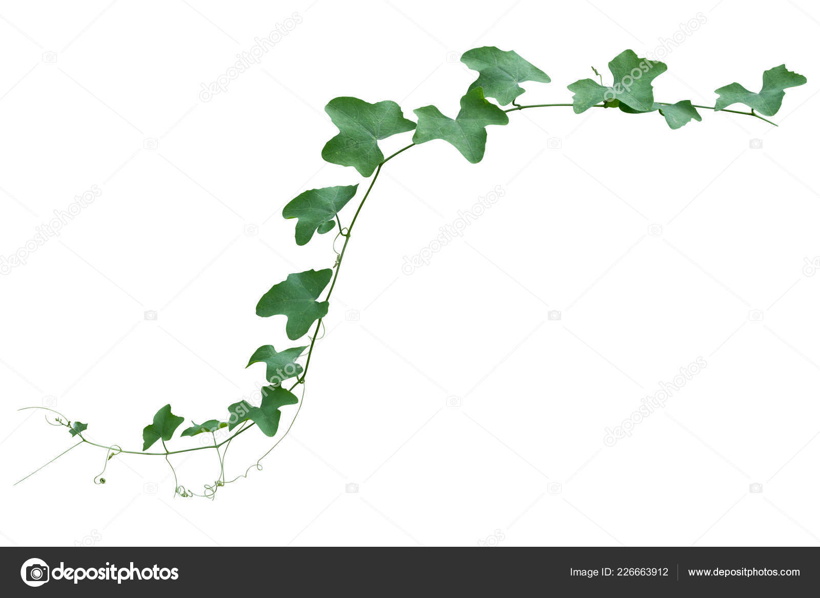 Vines White Background