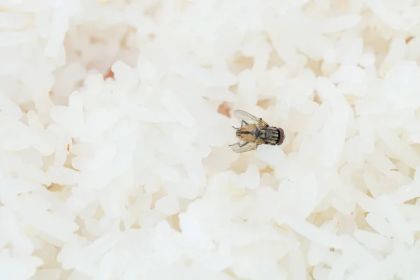 Pests of rice Stock Photos, Royalty Free Pests of rice Images ...