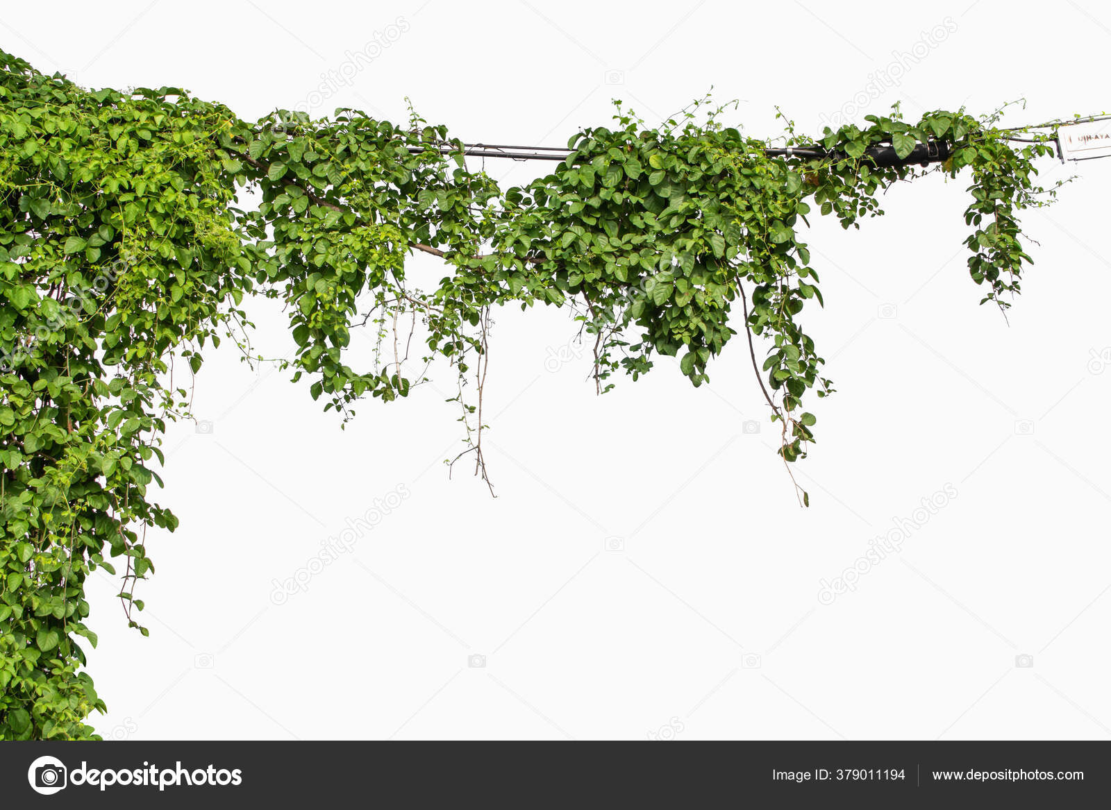 Vines White Background
