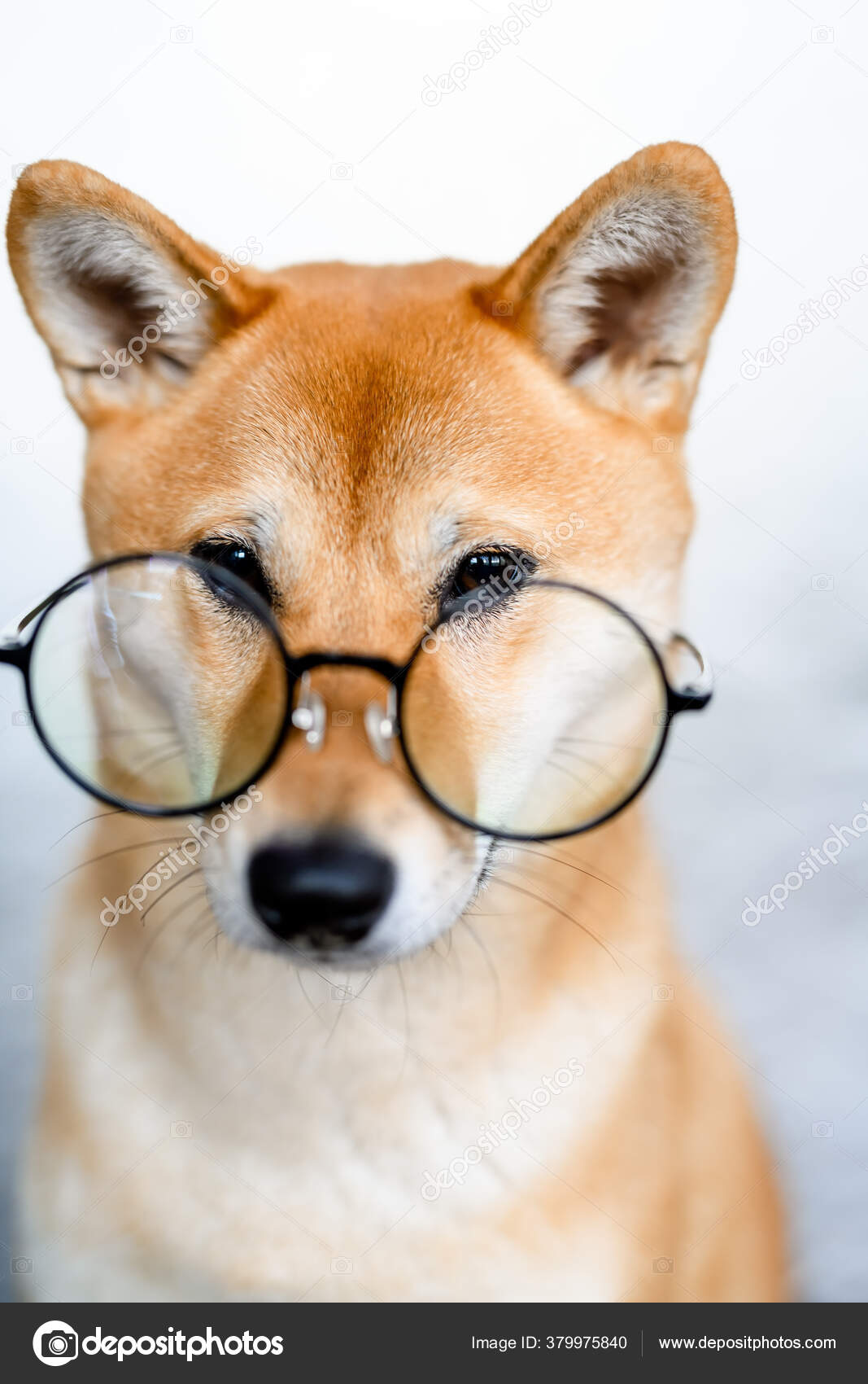 Portrait Shiba Inu Dog Large Transparent Glasses Dog Smart Intelligent ...