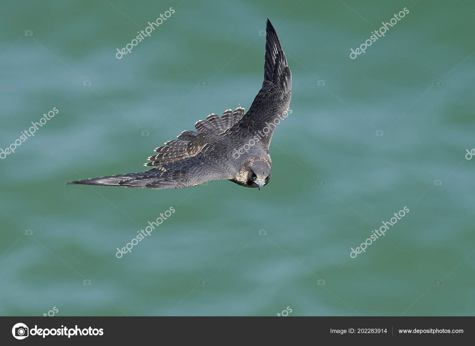 Peregrine Falcon Its Natural Habitat Denmark Stock Photo by ...