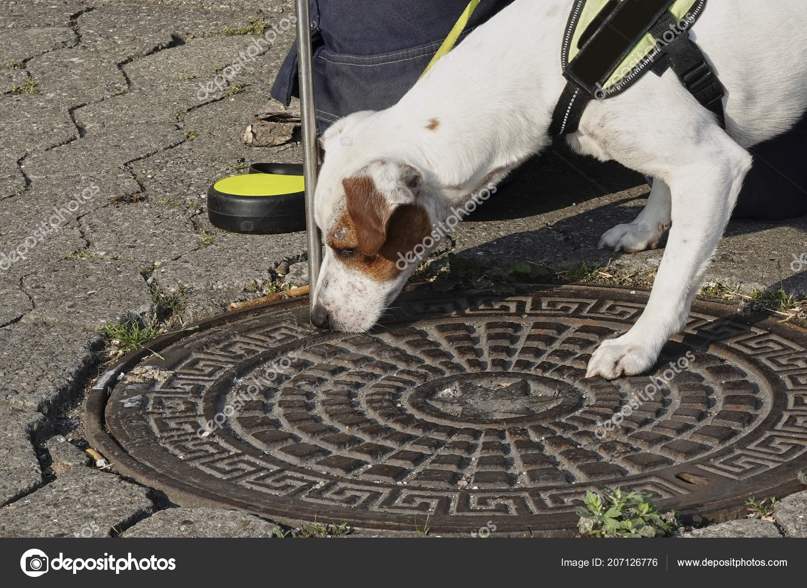 Rat Dog Work Ready Action Stock Photo by ©DennisJacobsen 207126776