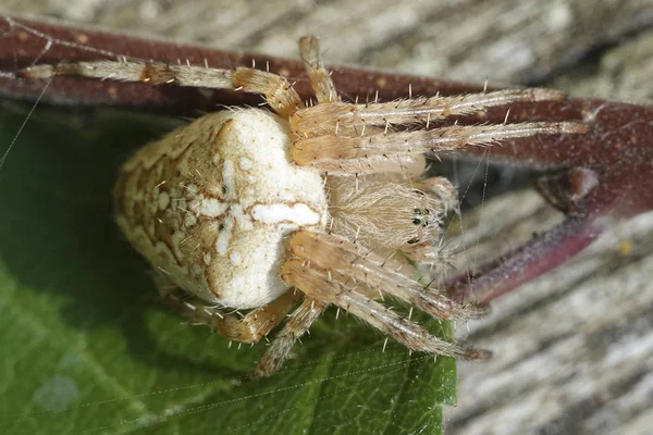 Fiddleback spider bite Stock Photos, Royalty Free Fiddleback spider ...