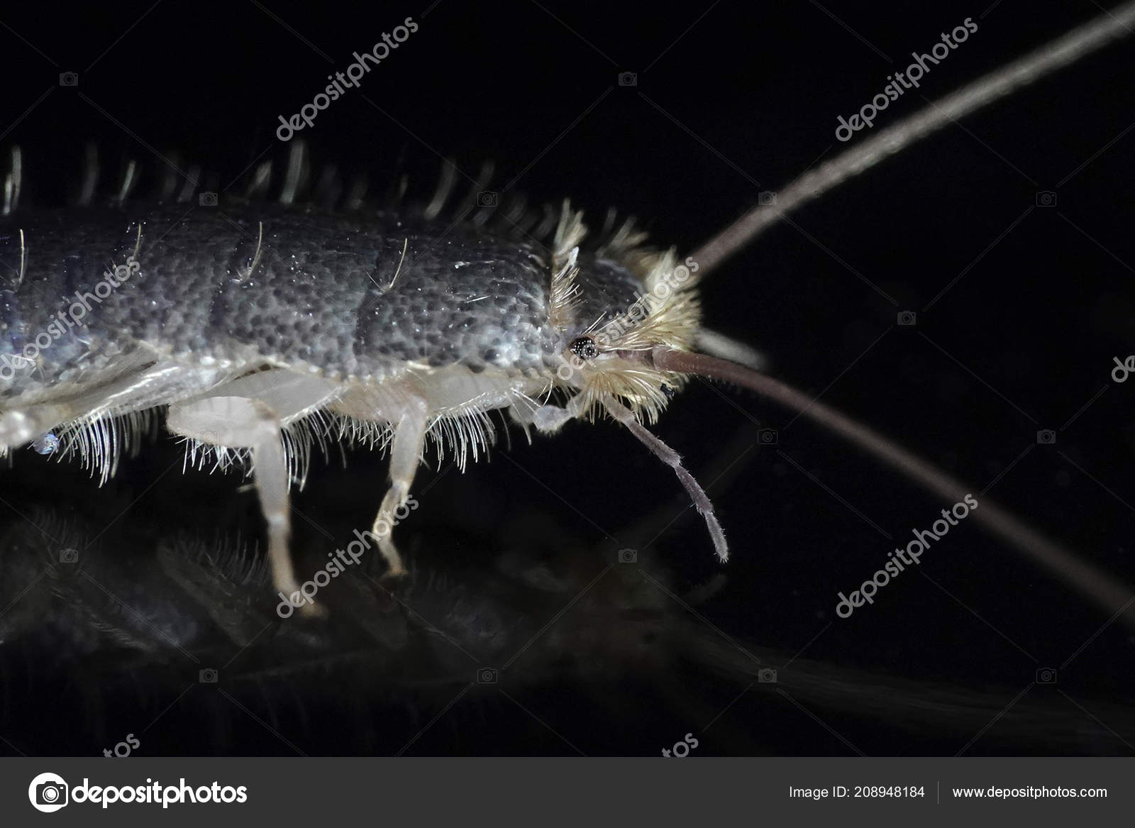 Macro Photo Silverfish Lepisma Saccharina Black Studio Background Stock ...