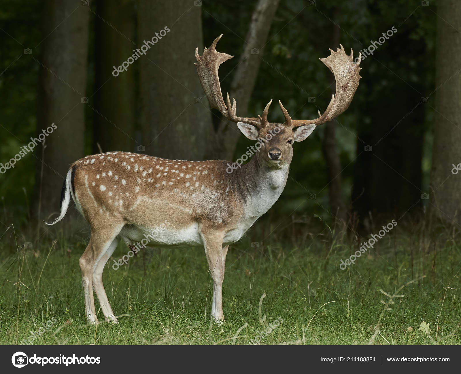 Fallow Deer Its Natural Habitat Denmark Stock Photo by ©DennisJacobsen ...