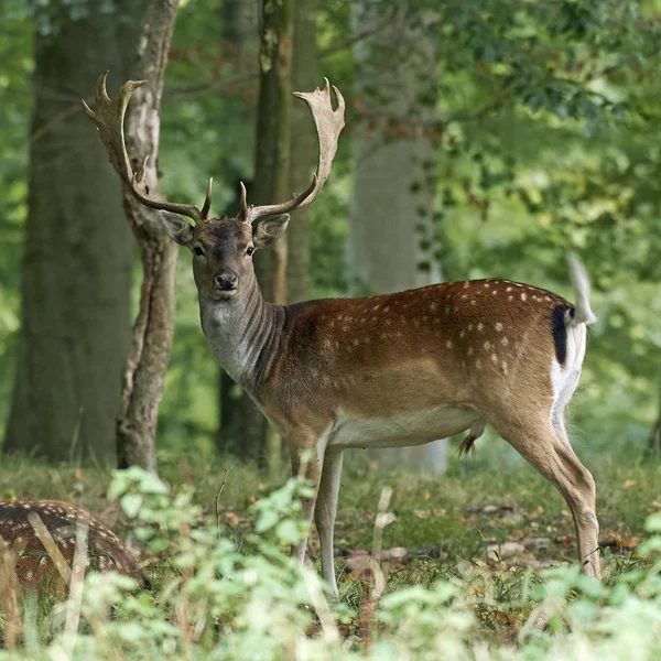 Fallow Deer Its Natural Habitat Denmark Stock Photo by ©DennisJacobsen ...