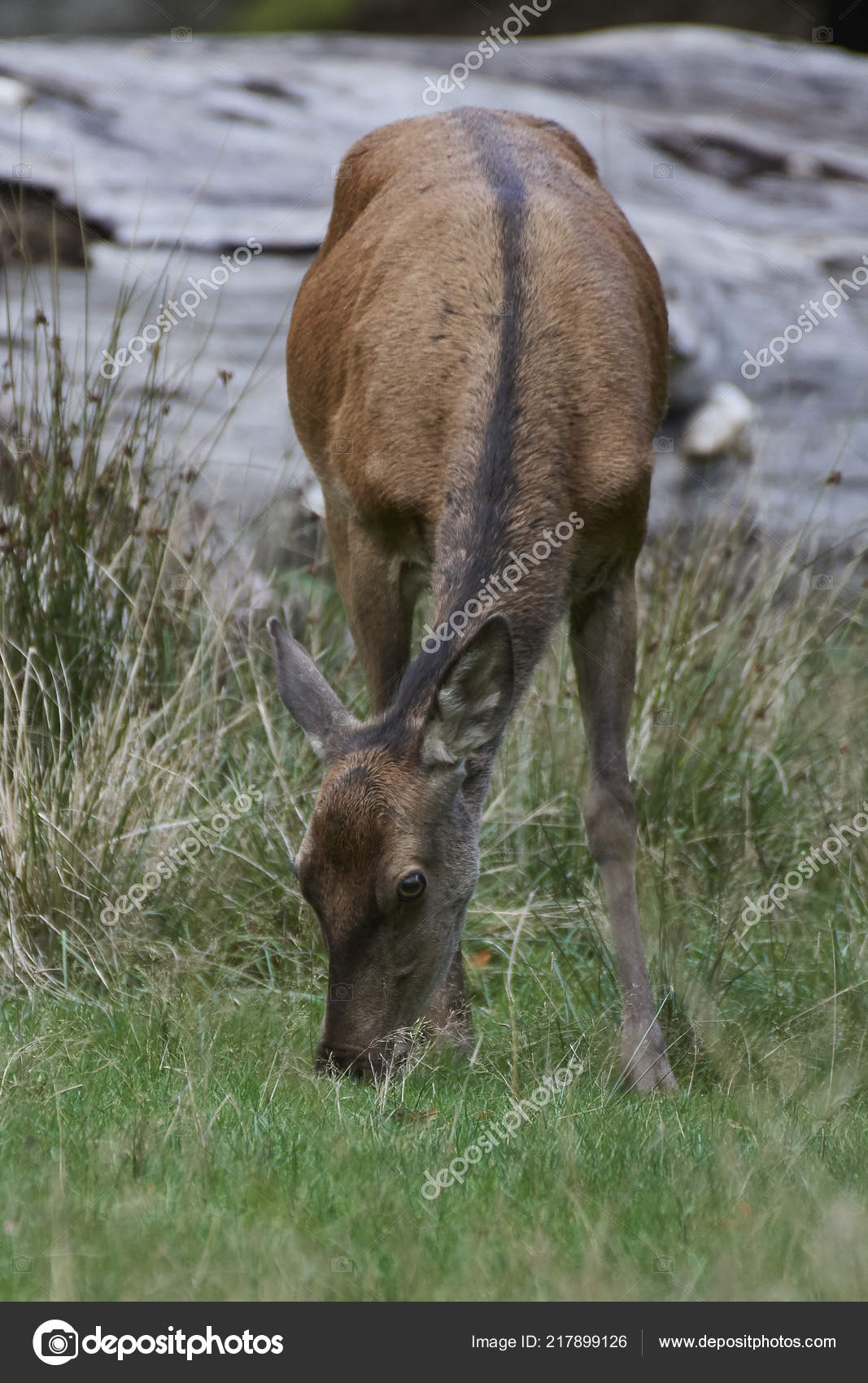 Red Deer Its Natural Habitat Denmark — Stock Photo © DennisJacobsen ...