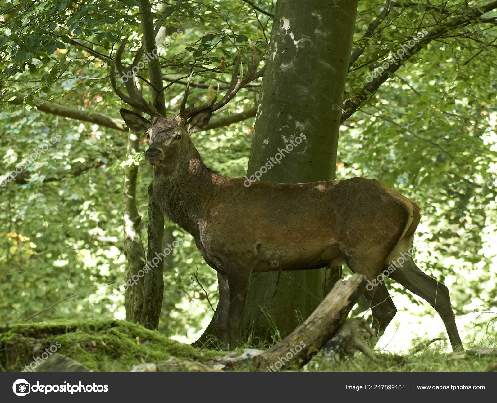 Red Deer Its Natural Habitat Denmark — Stock Photo © DennisJacobsen ...
