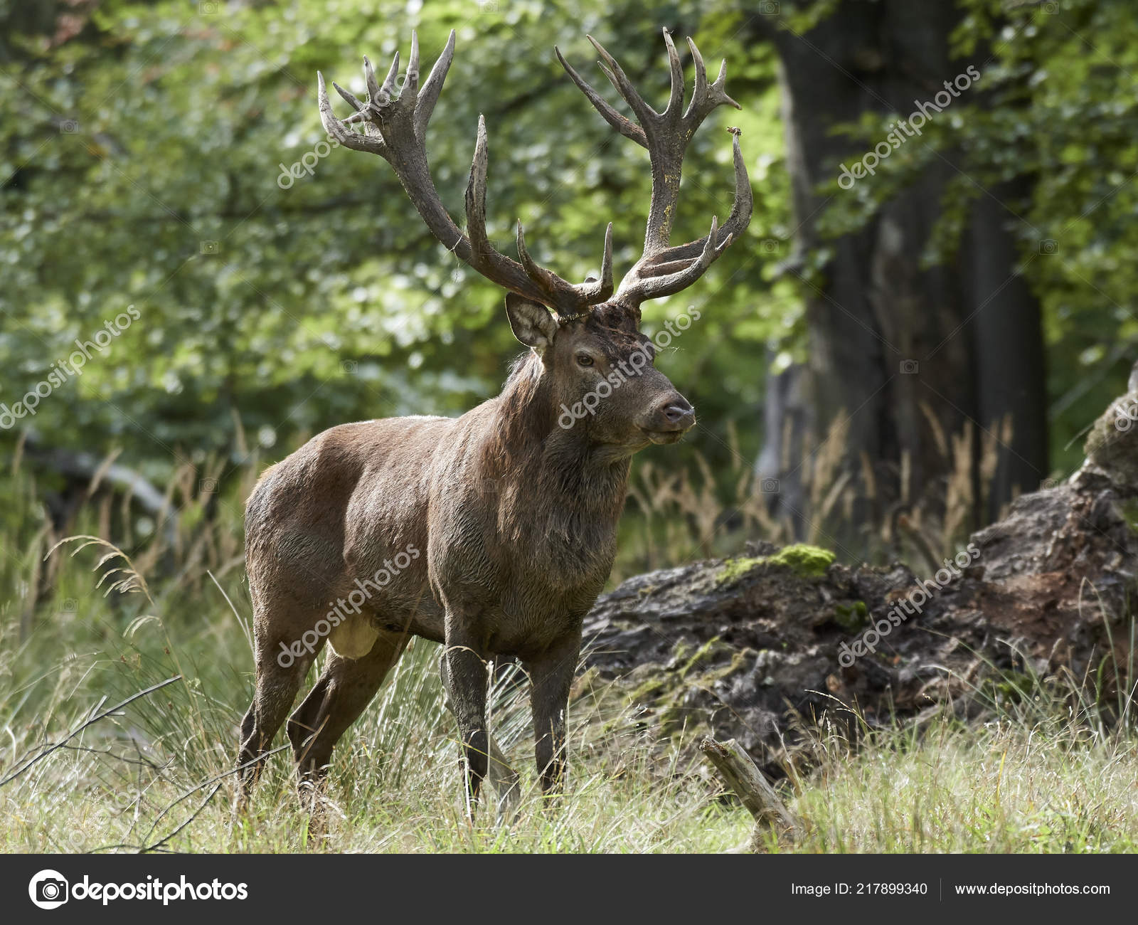 Red Deer Its Natural Habitat Denmark — Stock Photo © DennisJacobsen ...