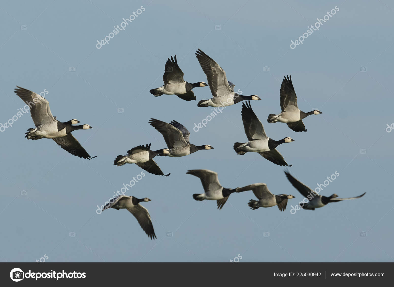 Barnacle Geese Flight Habitat Denmark — Stock Photo © DennisJacobsen ...