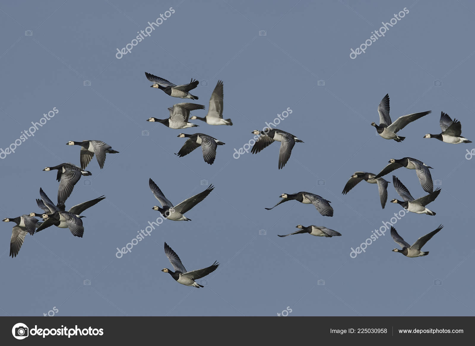 Barnacle Geese Flight Habitat Denmark — Stock Photo © DennisJacobsen ...