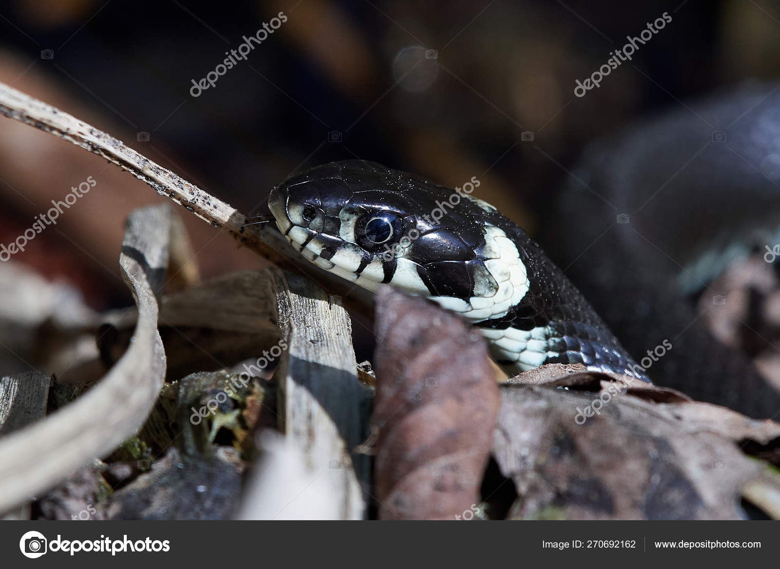 Grass snake (Natrix natrix) — Stock Photo © DennisJacobsen #270692162