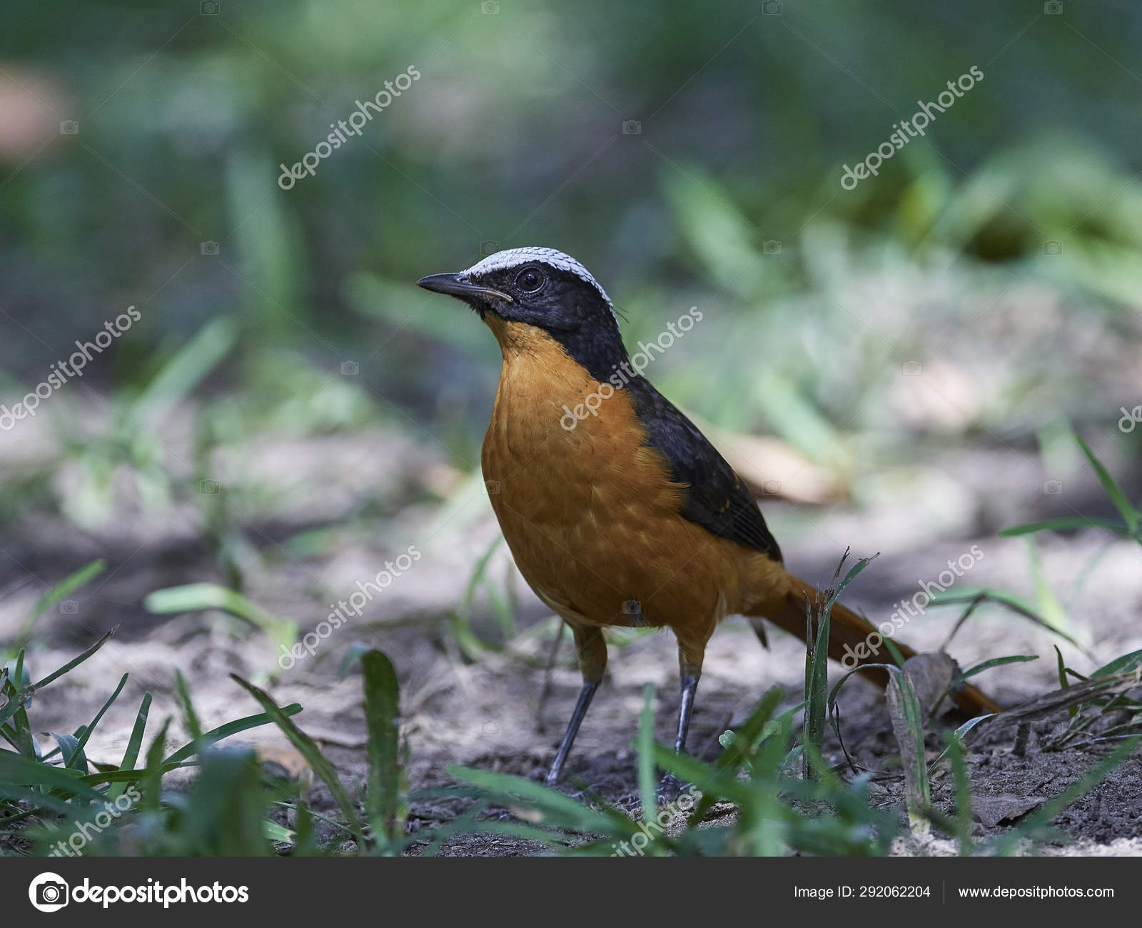 White-crowned robin-chat (Cossypha albicapilla) — Stock Photo ...