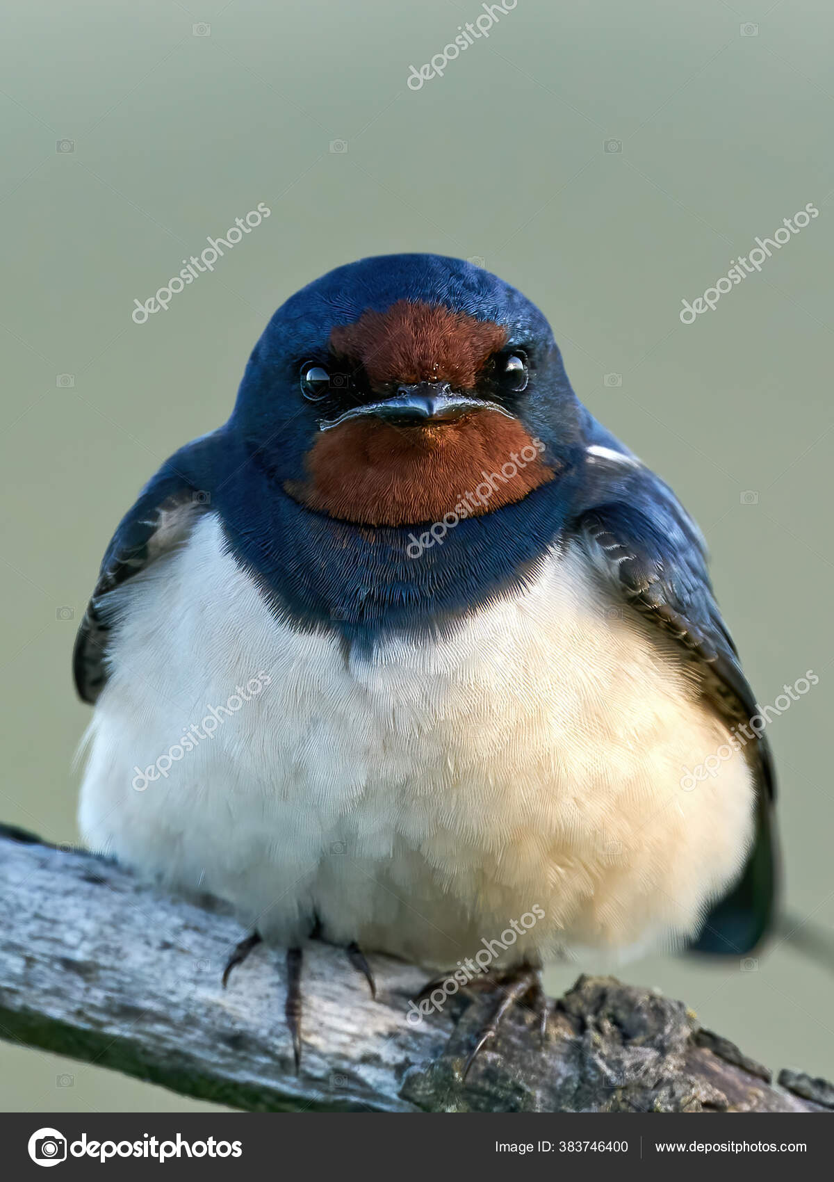 Close Portrait Barn Swallow — Stock Photo © DennisJacobsen #383746400