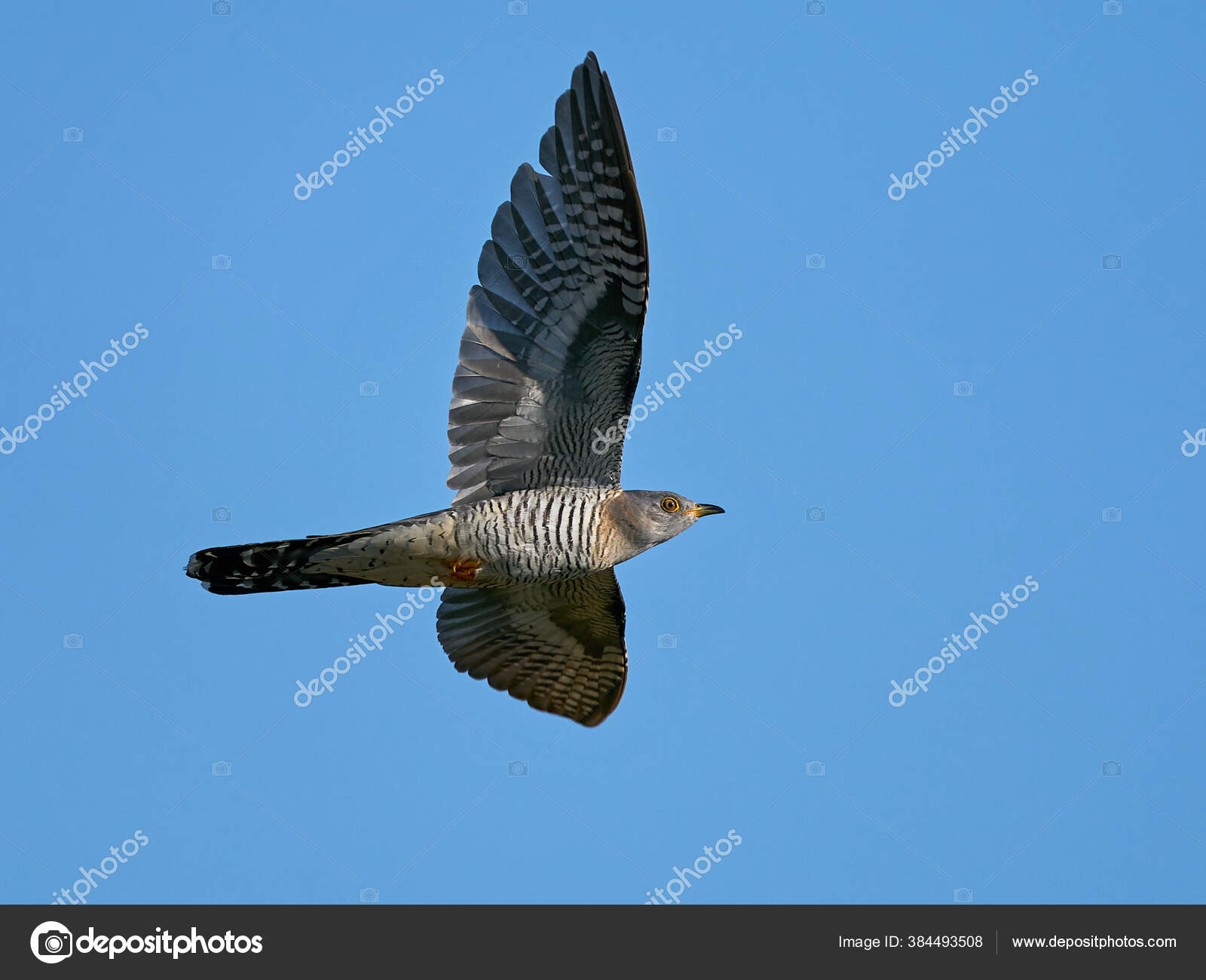 Common Cuckoo Flight Its Natural Enviroment Stock Photo by ...