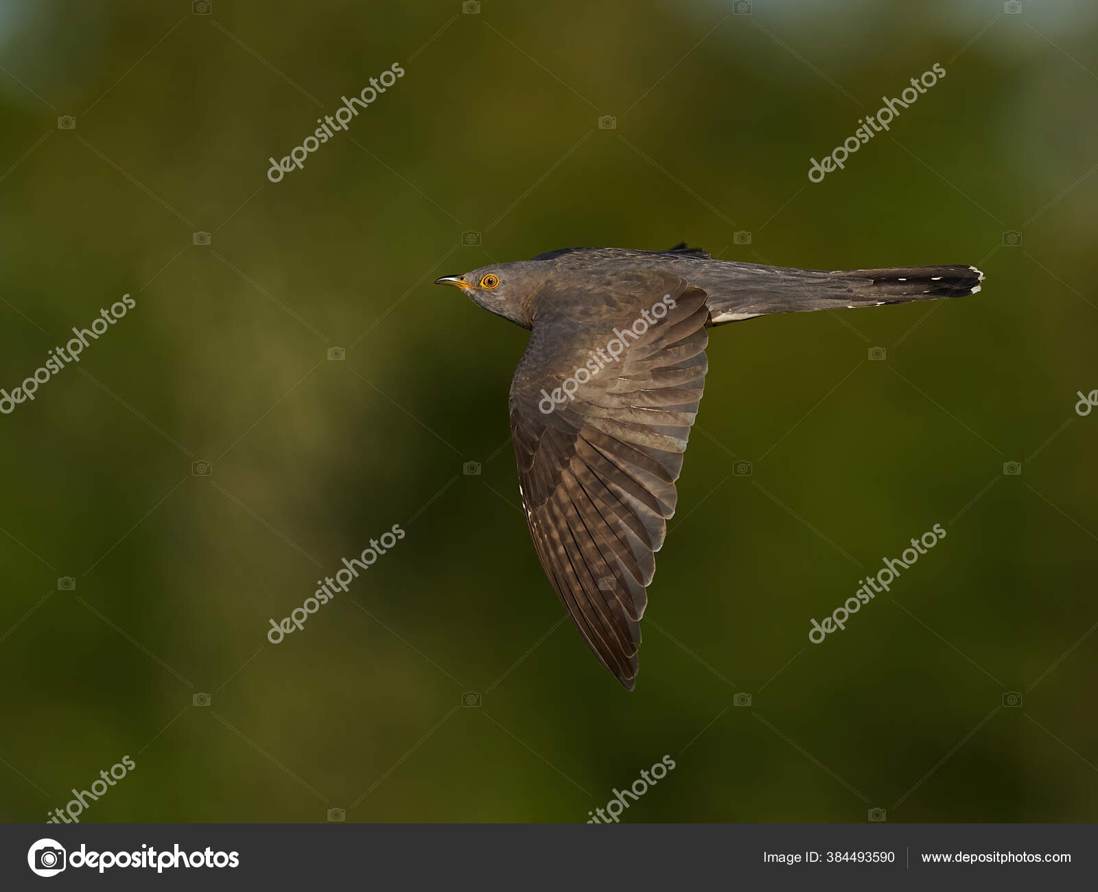 Common Cuckoo Flight Its Natural Enviroment — Stock Photo ...