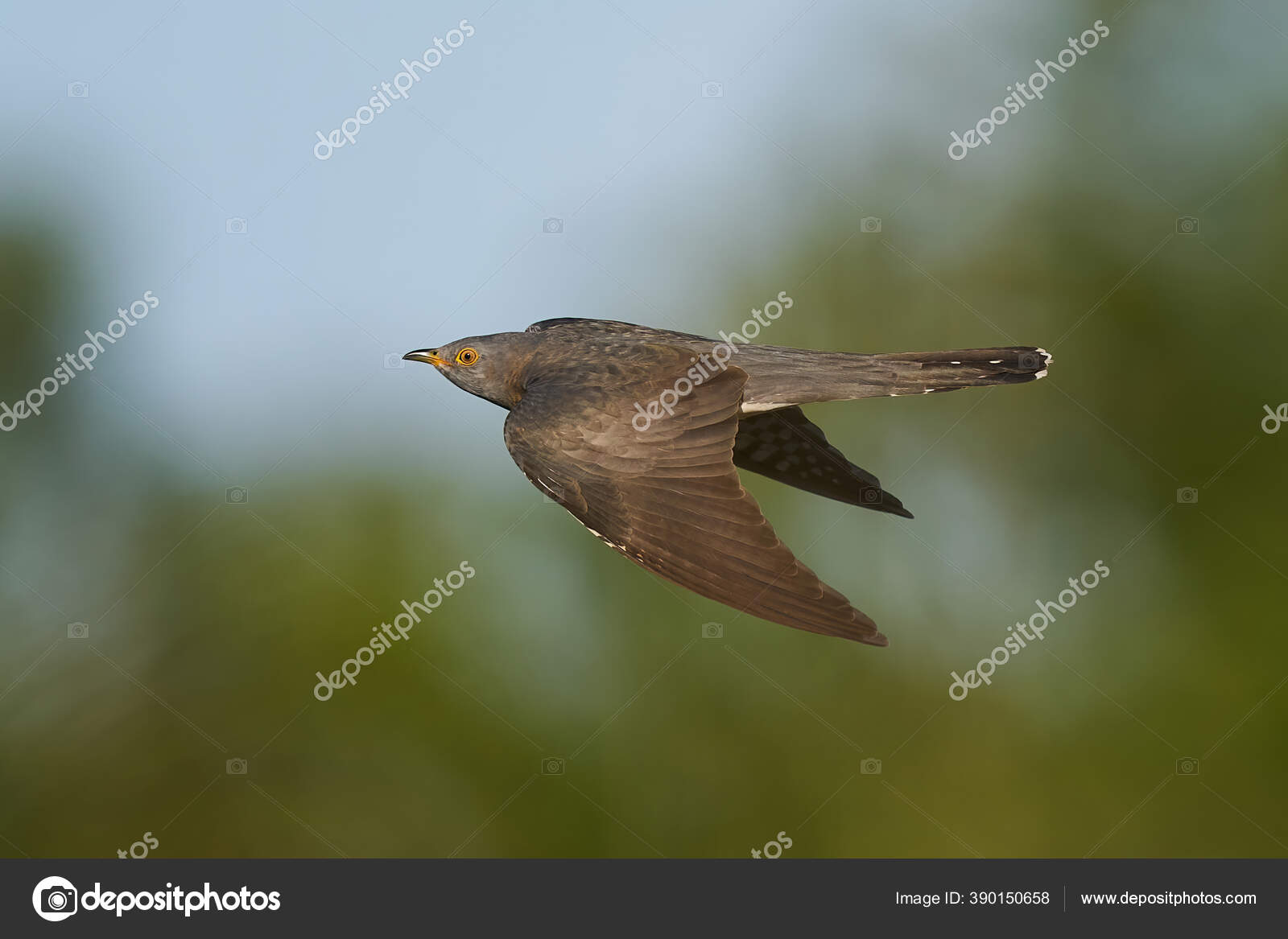 Common Cuckoo Cuculus Canorus Flight Its Natural Enviroment Stock Photo ...