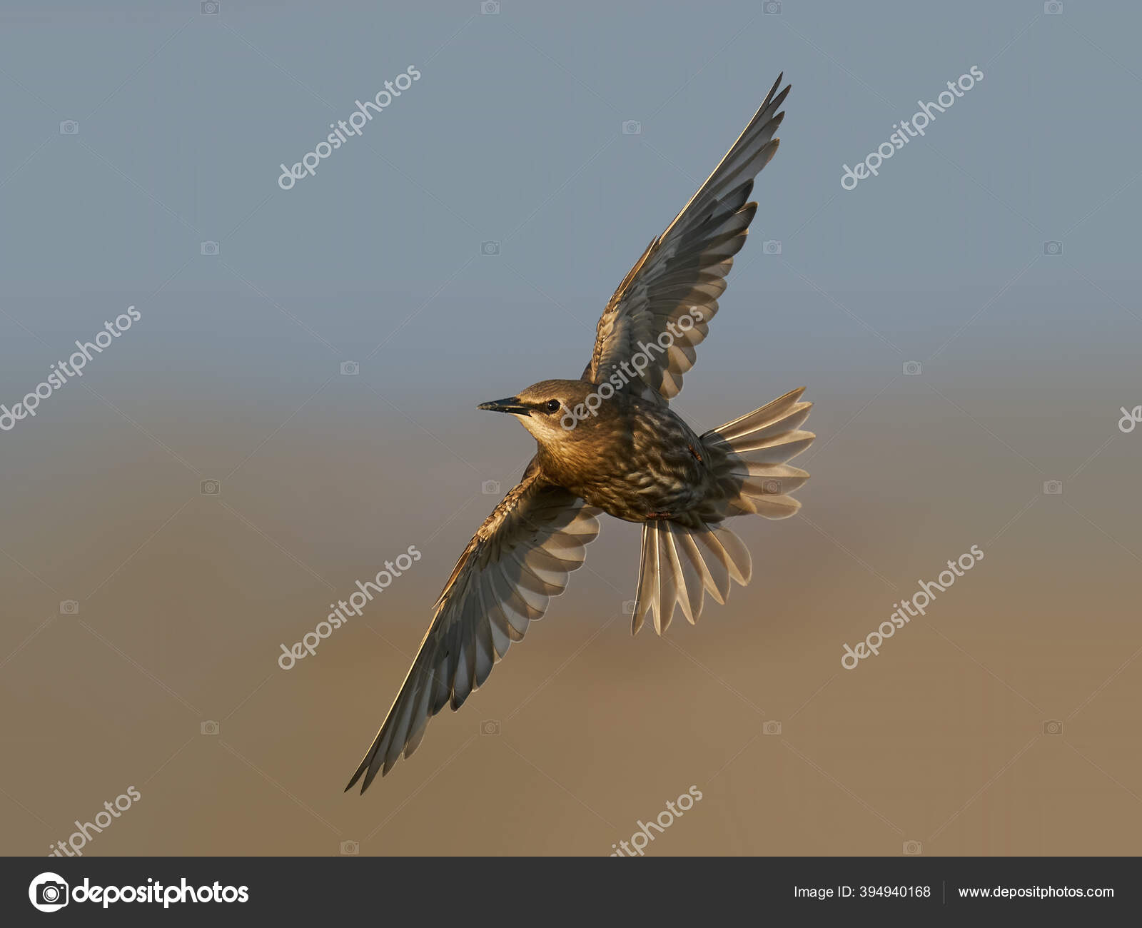 Juvenile Common Starling Flight Stock Photo by ©DennisJacobsen 394940168