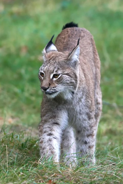 Lince europea Foto Stock, Lince europea Immagini | Depositphotos