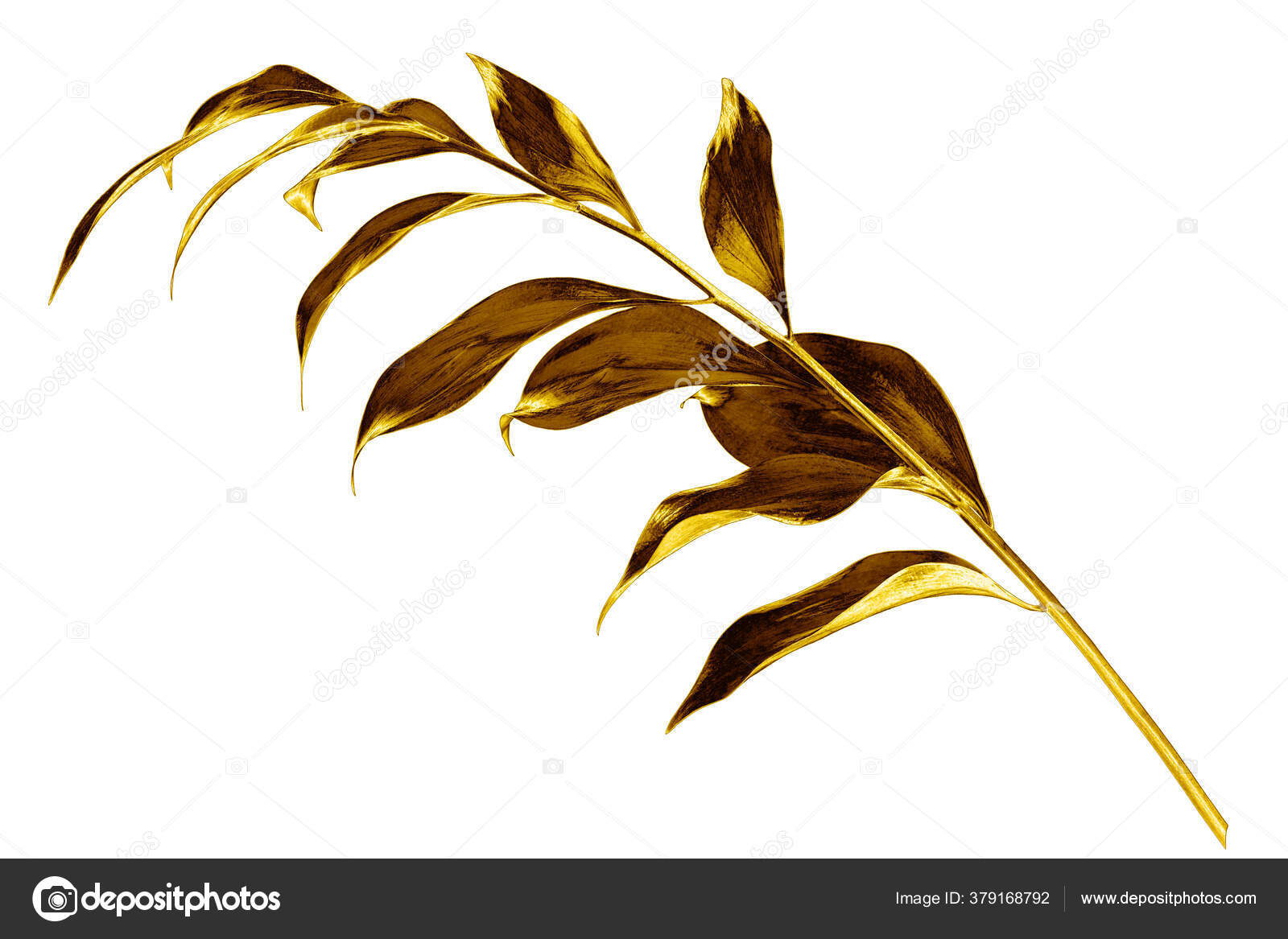 Tree Branch Golden Leaves White Background Isolated Closeup Decorative ...