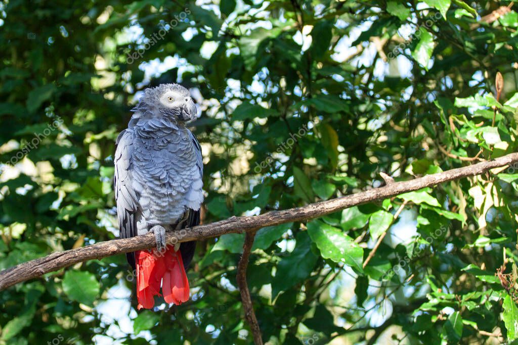Loro gris africano o Psittacus erithacus sentado sobre fondo de árbol ...