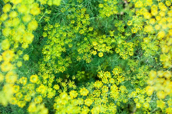 Green dill bush blurred background closeup top view, yellow fennel ...
