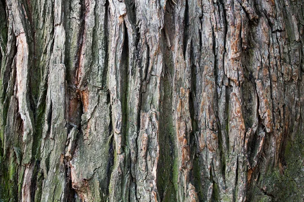 Lamber Pictures, Lamber Stock Photos & Images | Depositphotos®