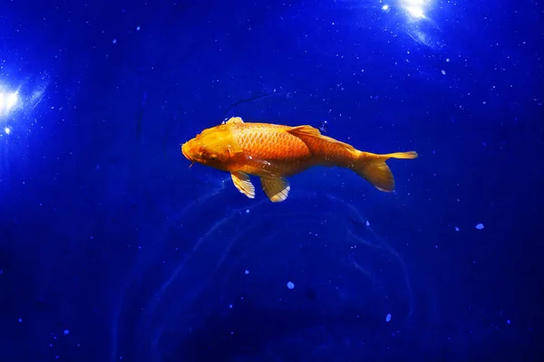 Orange koi carp fish on navy blue sea background closeup, red goldfish ...