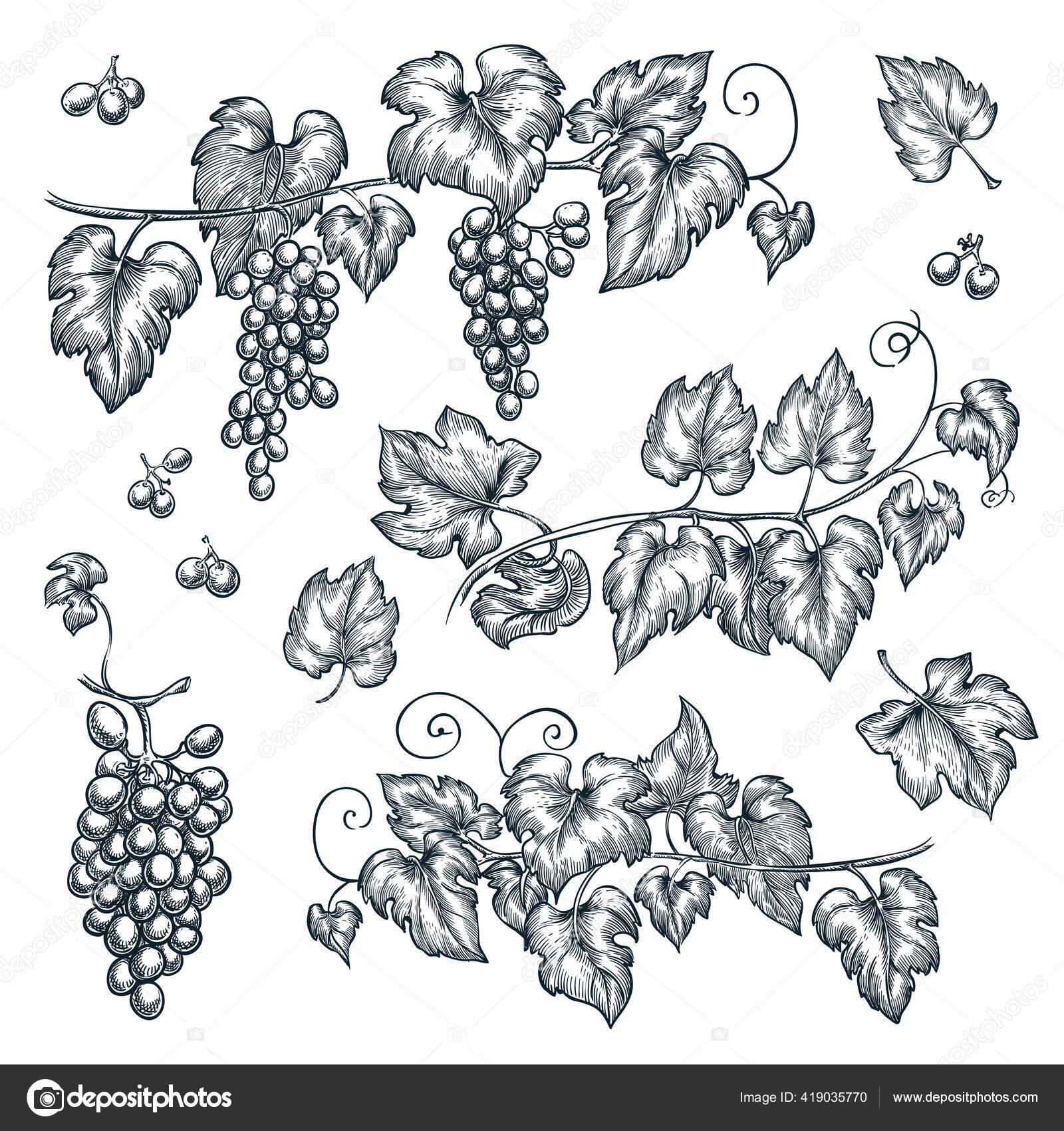 Conception De Vigne En Noir Et Blanc