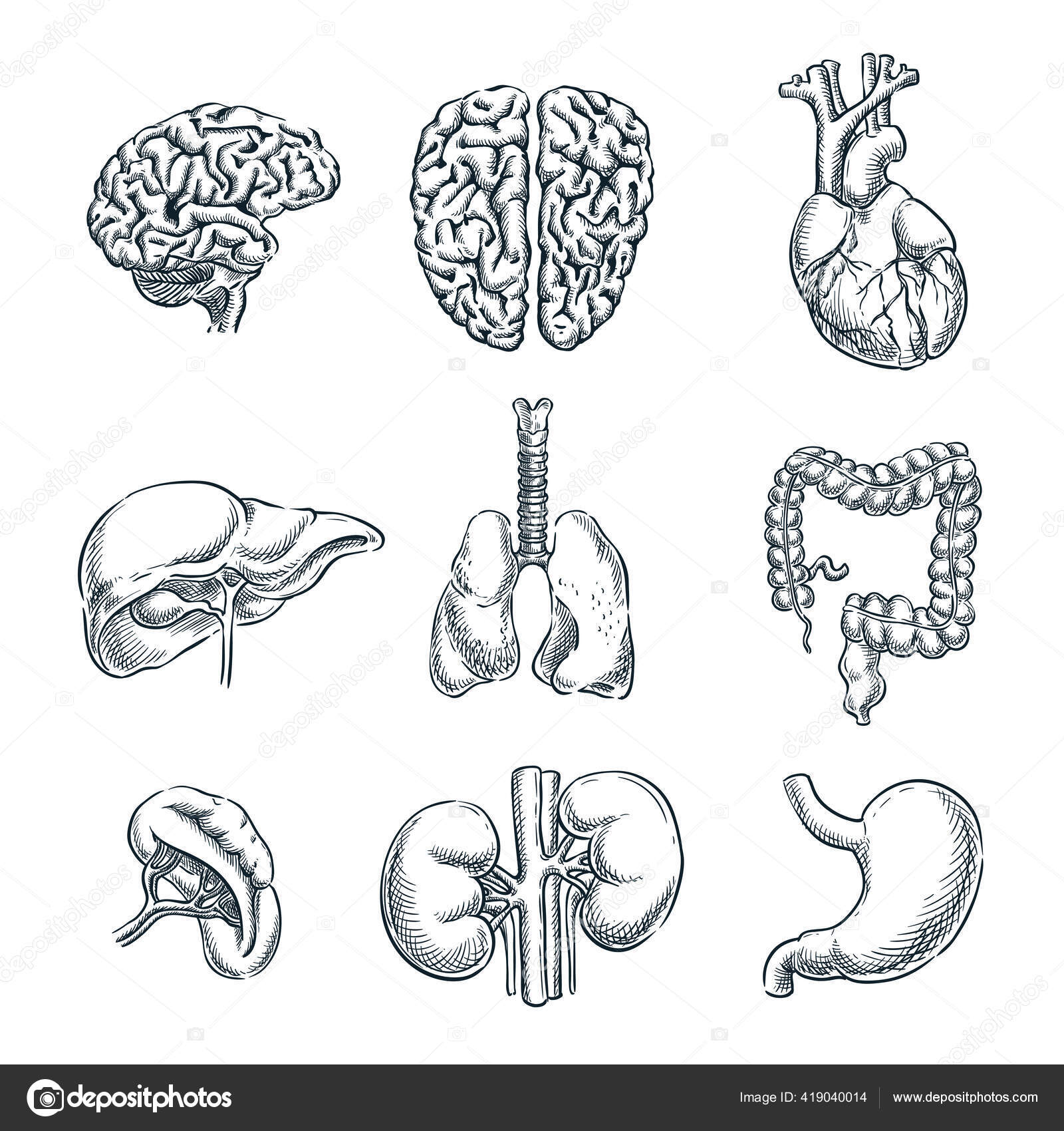 Organ Dalam Tubuh Manusia Vektor Sketsa Terisolasi Ilustrasi Set Simbol ...