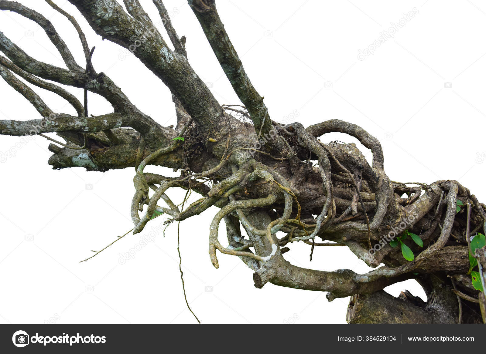 Twisted Tree Branch