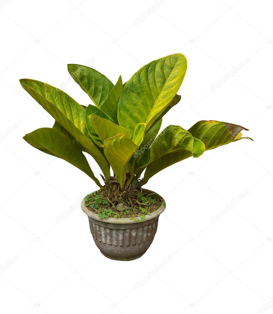 Hermosas flores de anthurium jemani en macetas, aisladas sobre fondo ...