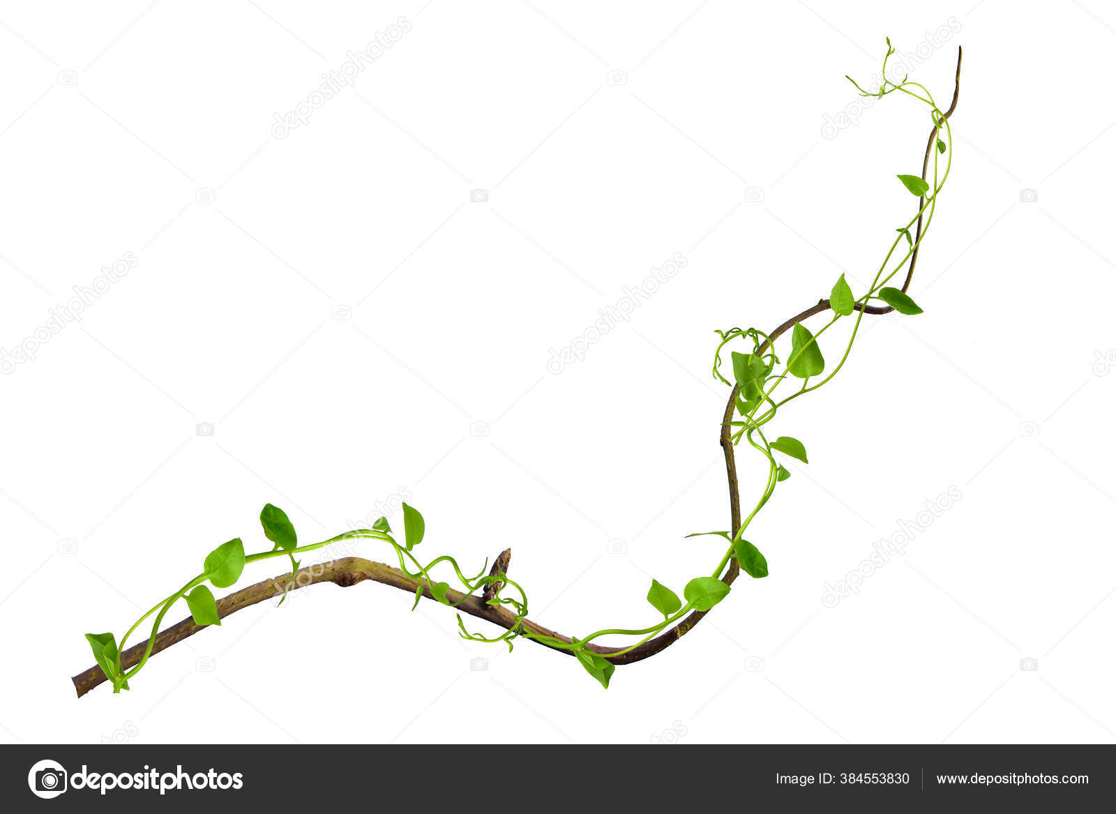 Vines White Background