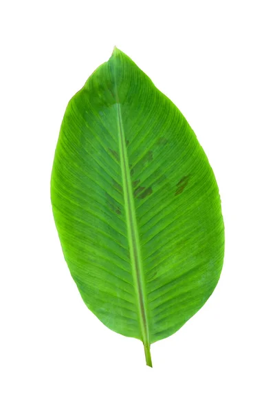 Ho leaf Stock Photos, Royalty Free Ho leaf Images | Depositphotos