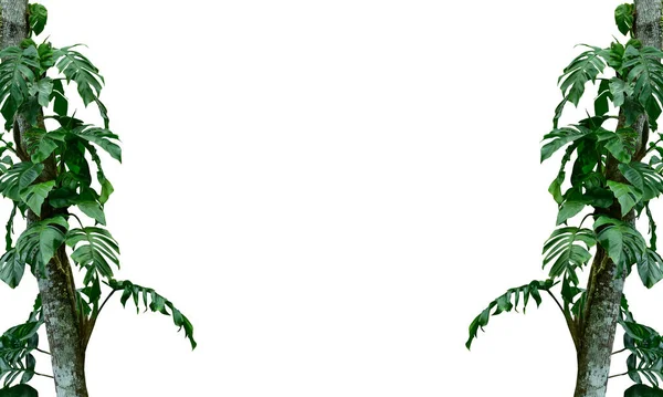 Tree legs Stock Photos, Royalty Free Tree legs Images | Depositphotos