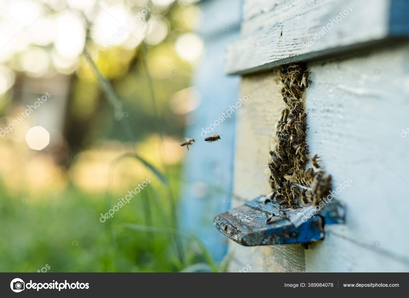 Bees Fly Out Return Hive Summer Flight Bees Hive Garden — Stock Photo ...