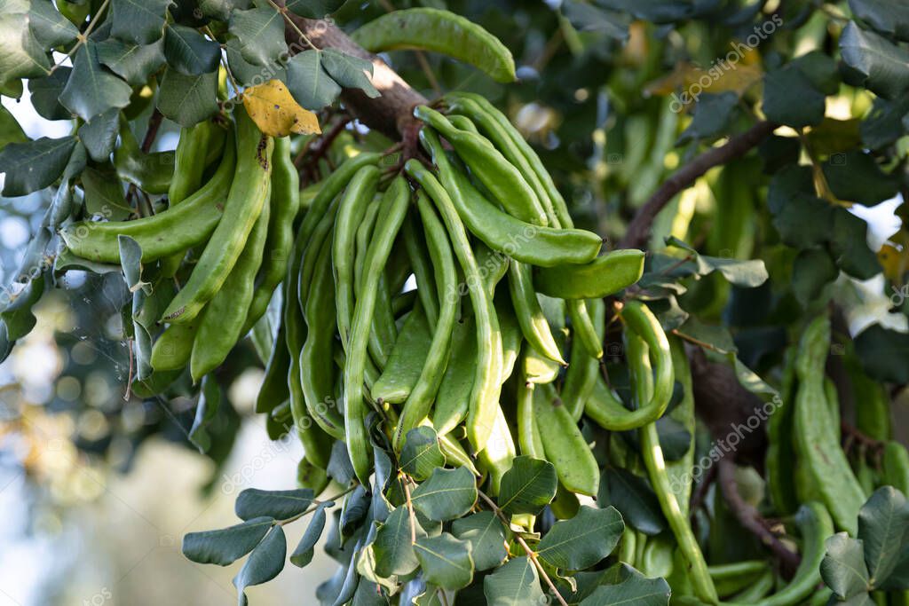 algarrobo. Ceratonia siliqua, comúnmente conocida como algarrobo o ...
