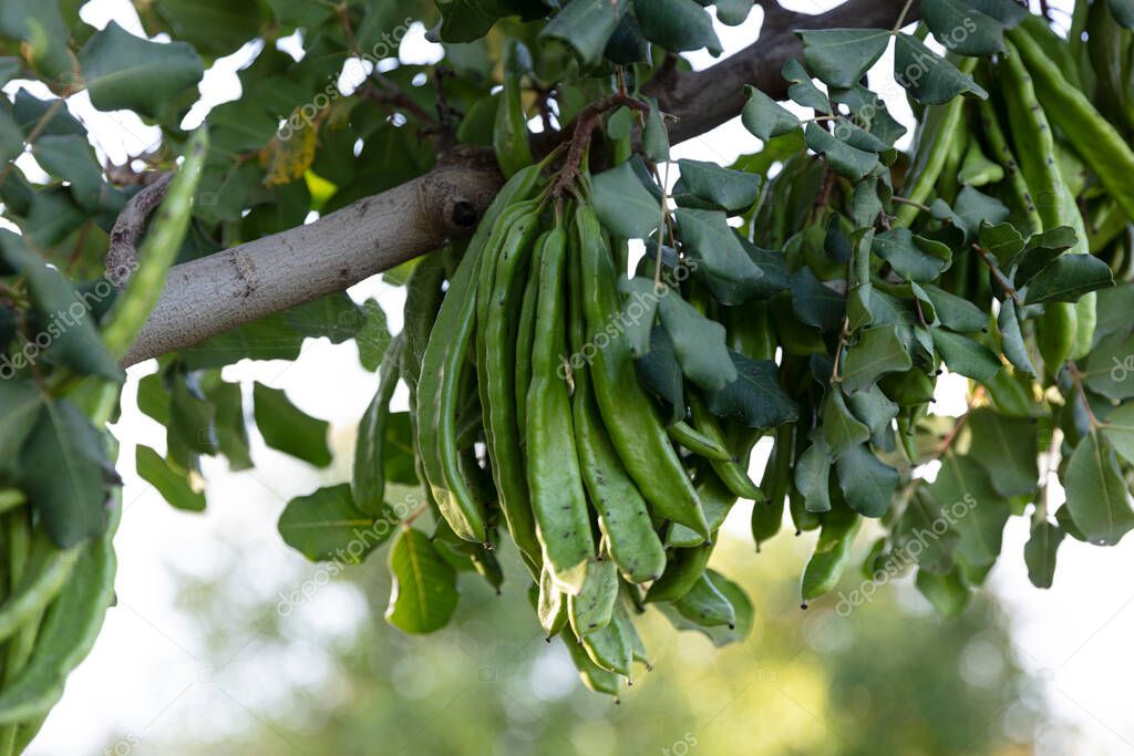 algarrobo. Ceratonia siliqua, comúnmente conocida como algarrobo o ...