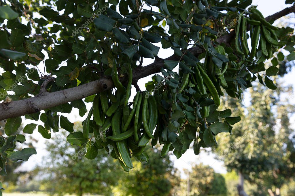algarrobo. Ceratonia siliqua, comúnmente conocida como algarrobo o ...