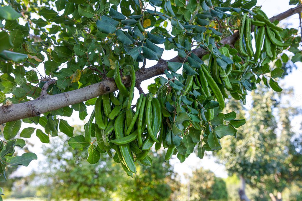 algarrobo. Ceratonia siliqua, comúnmente conocida como algarrobo o ...