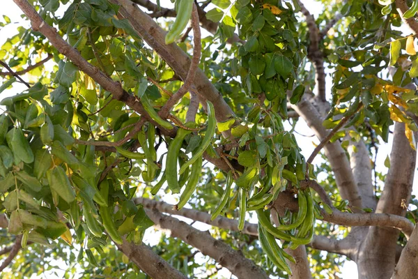 algarrobo. Ceratonia siliqua, comúnmente conocida como algarrobo o ...