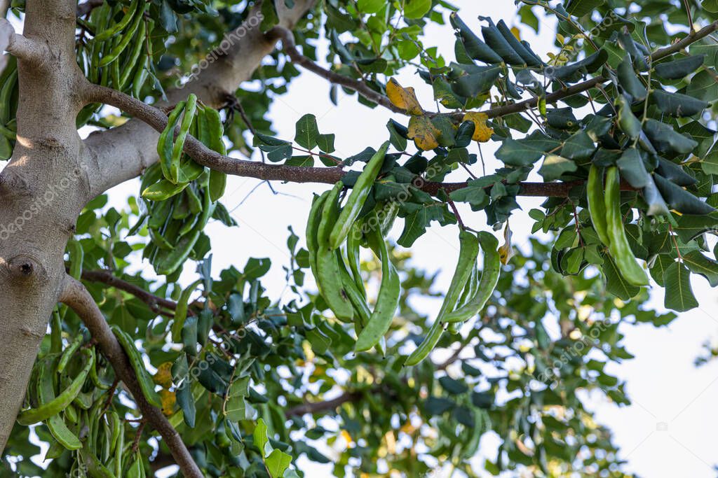 algarrobo. Ceratonia siliqua, comúnmente conocida como algarrobo o ...