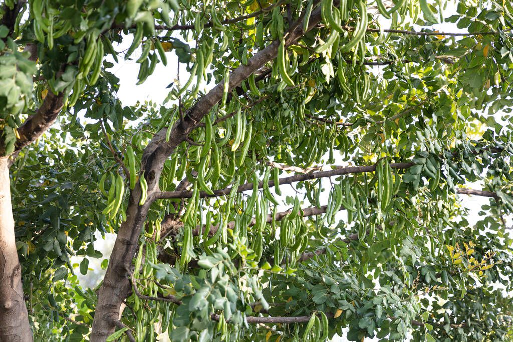 algarrobo. Ceratonia siliqua, comúnmente conocida como algarrobo o ...