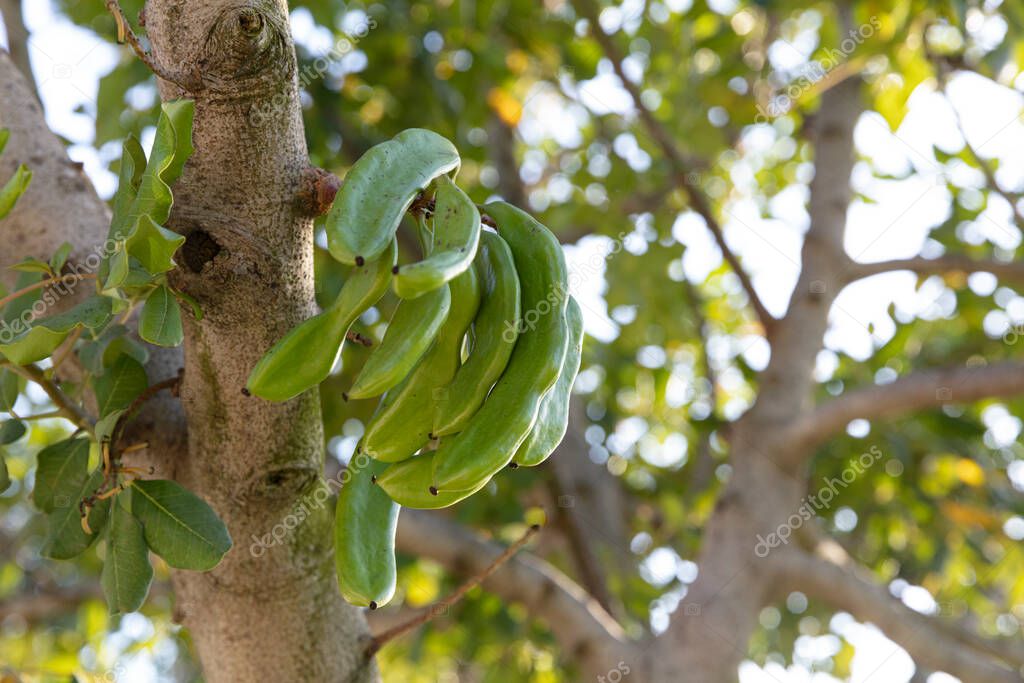 algarrobo. Ceratonia siliqua, comúnmente conocida como algarrobo o ...