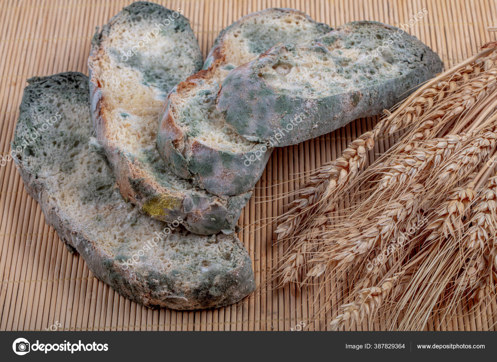 Macrophotography Green Mildew Stale Bread Surface Moldy Bread Spoiled ...