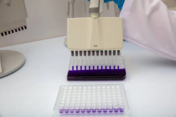 Multi channel pipette loading biological samples in microplate for test ...